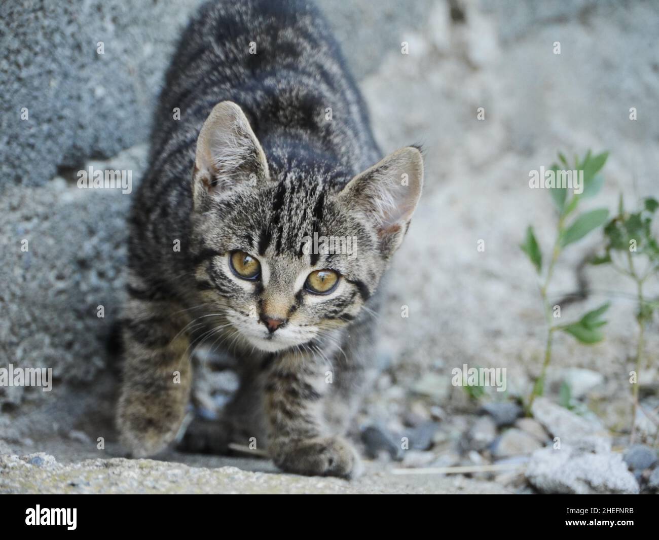 Curious cute funny cat Stock Photo - Alamy
