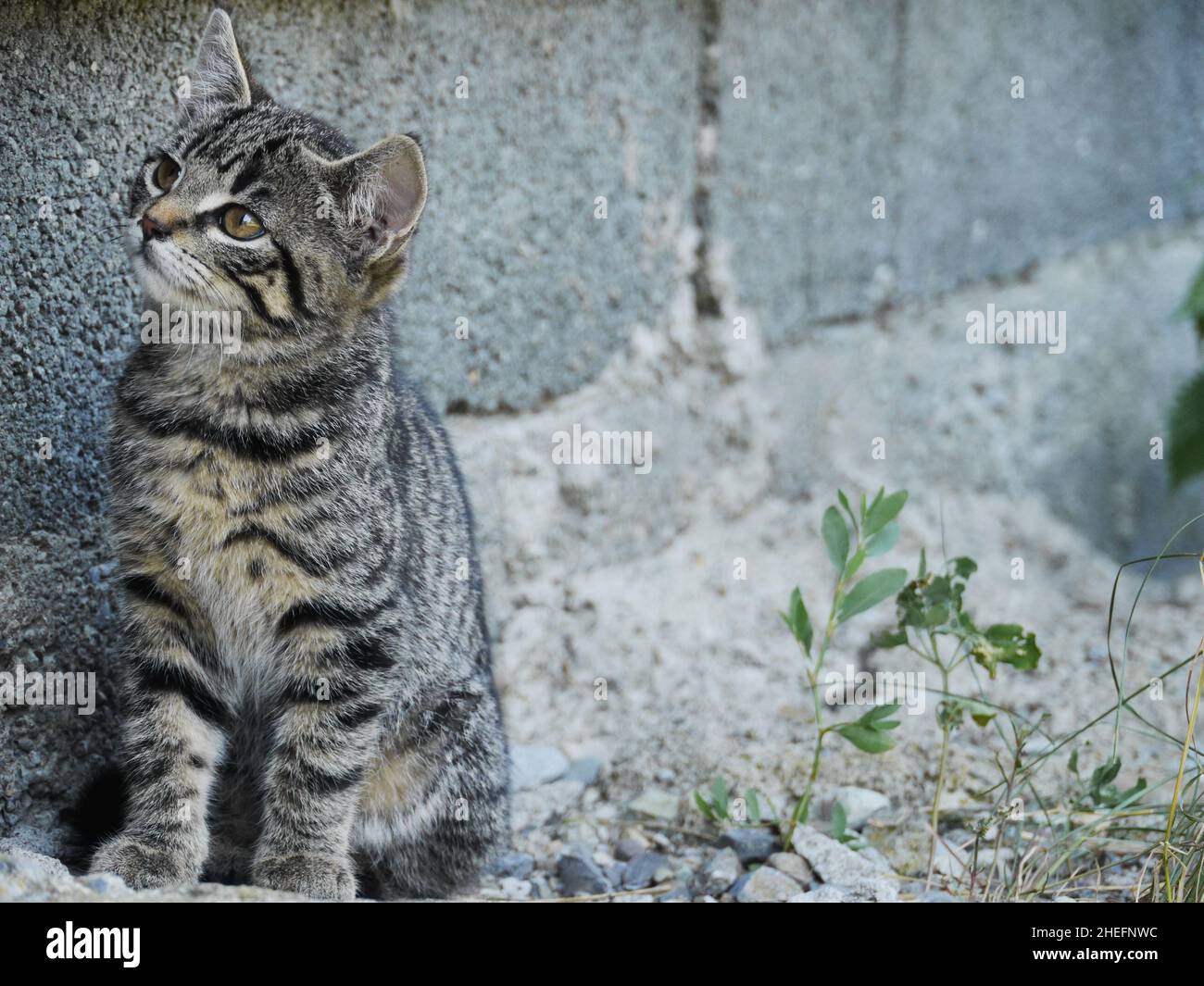 Curious cute funny cat Stock Photo - Alamy