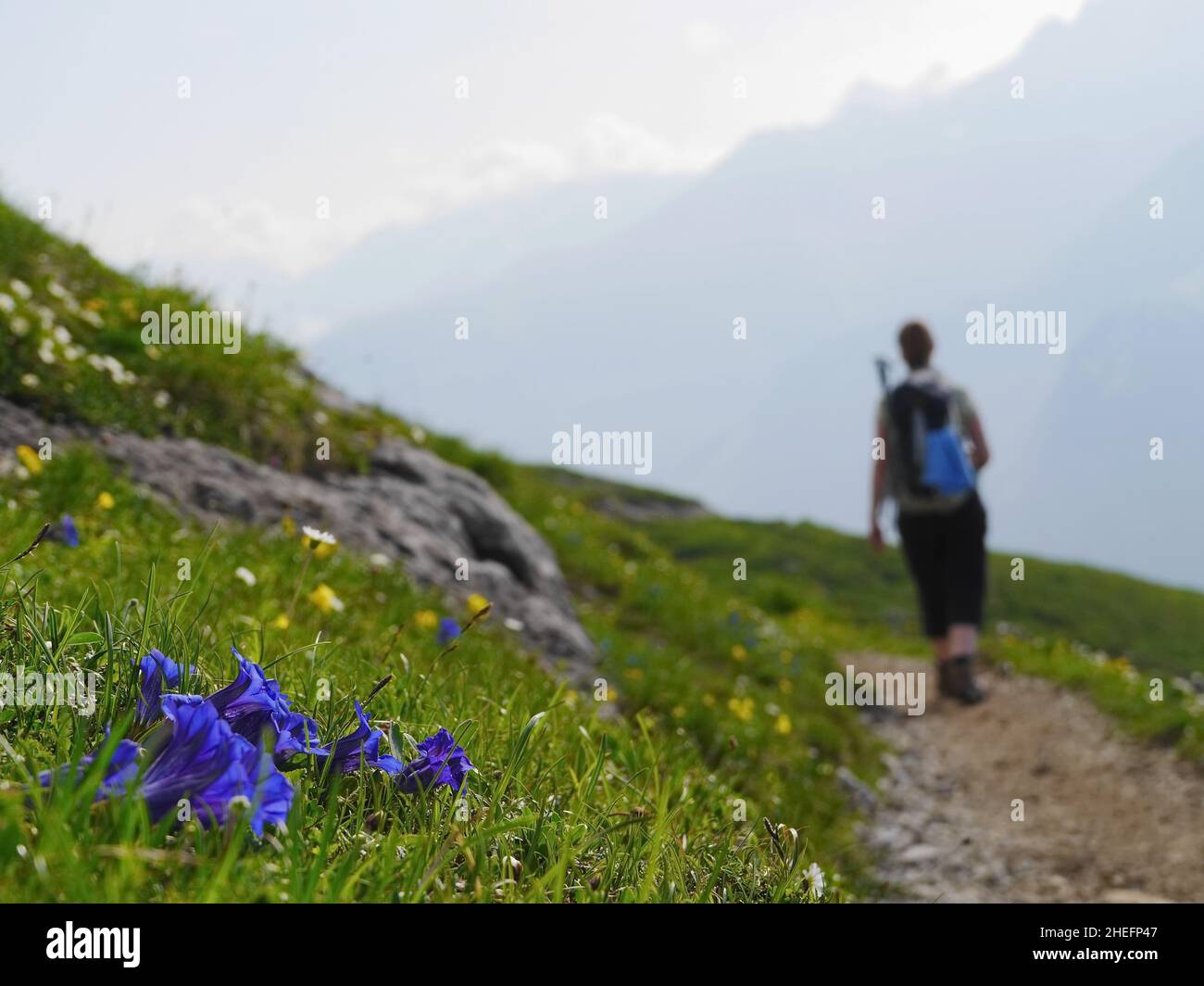 Gentian alps mountains flower hi-res stock photography and images - Alamy