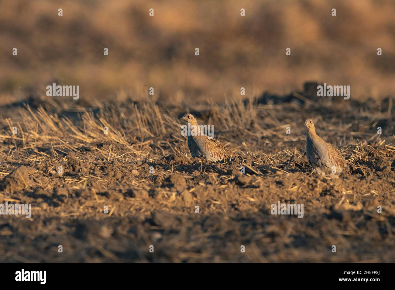 Gray partridge perdix hi-res stock photography and images - Alamy