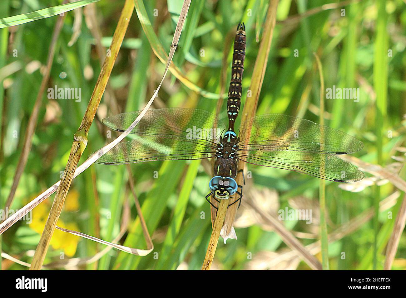 Blue spotted hi-res stock photography and images - Alamy