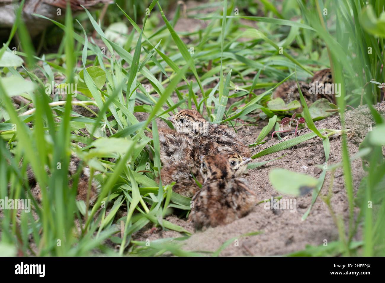 Grey partridge chicks hi-res stock photography and images - Alamy