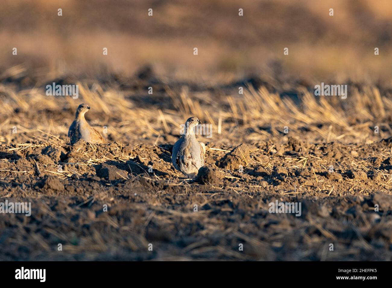 Partridge chicks hi-res stock photography and images - Alamy