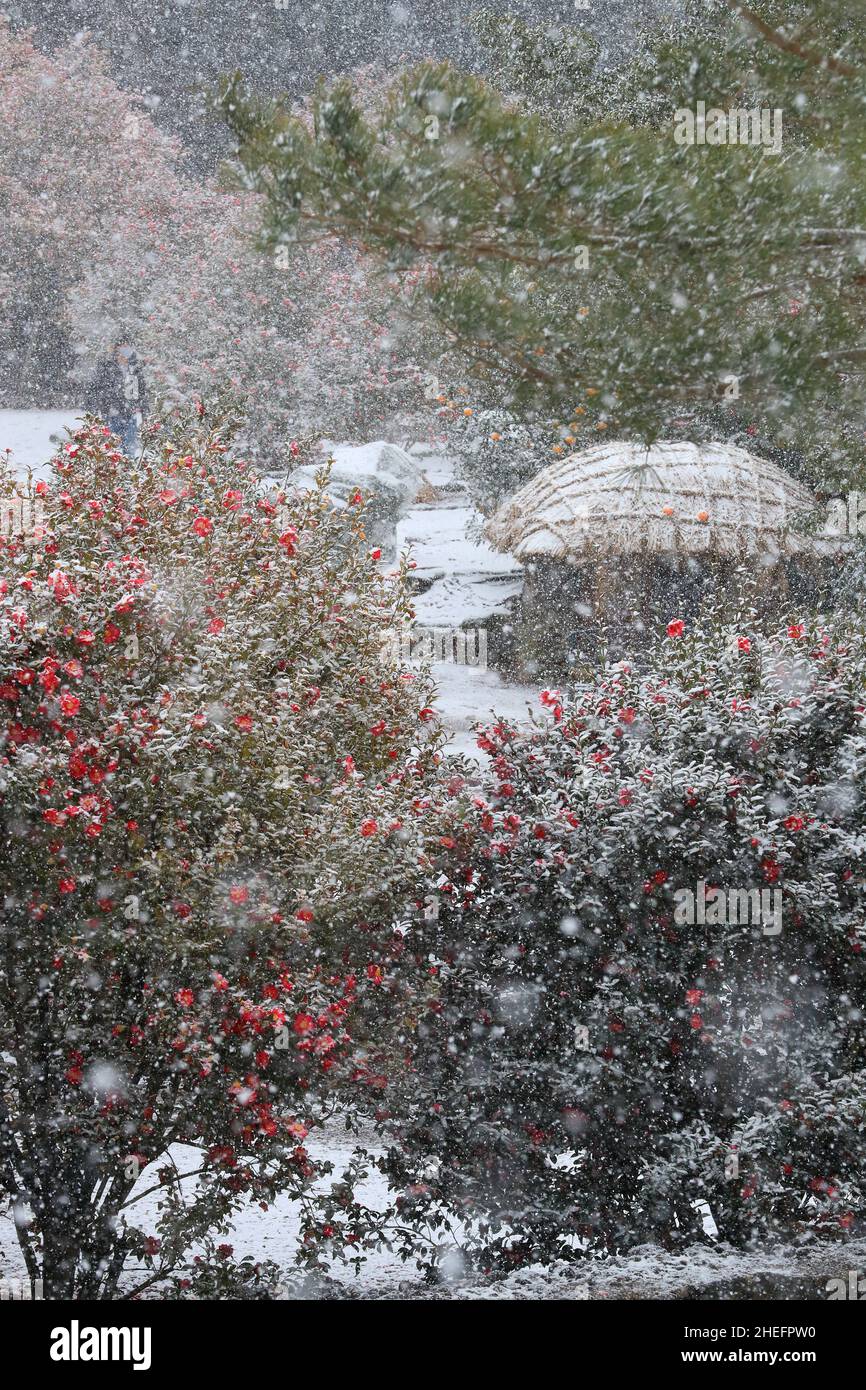 11th Jan, 2022. Snowfall on Jeju Island This photo taken Jan. 11, 2022 ...