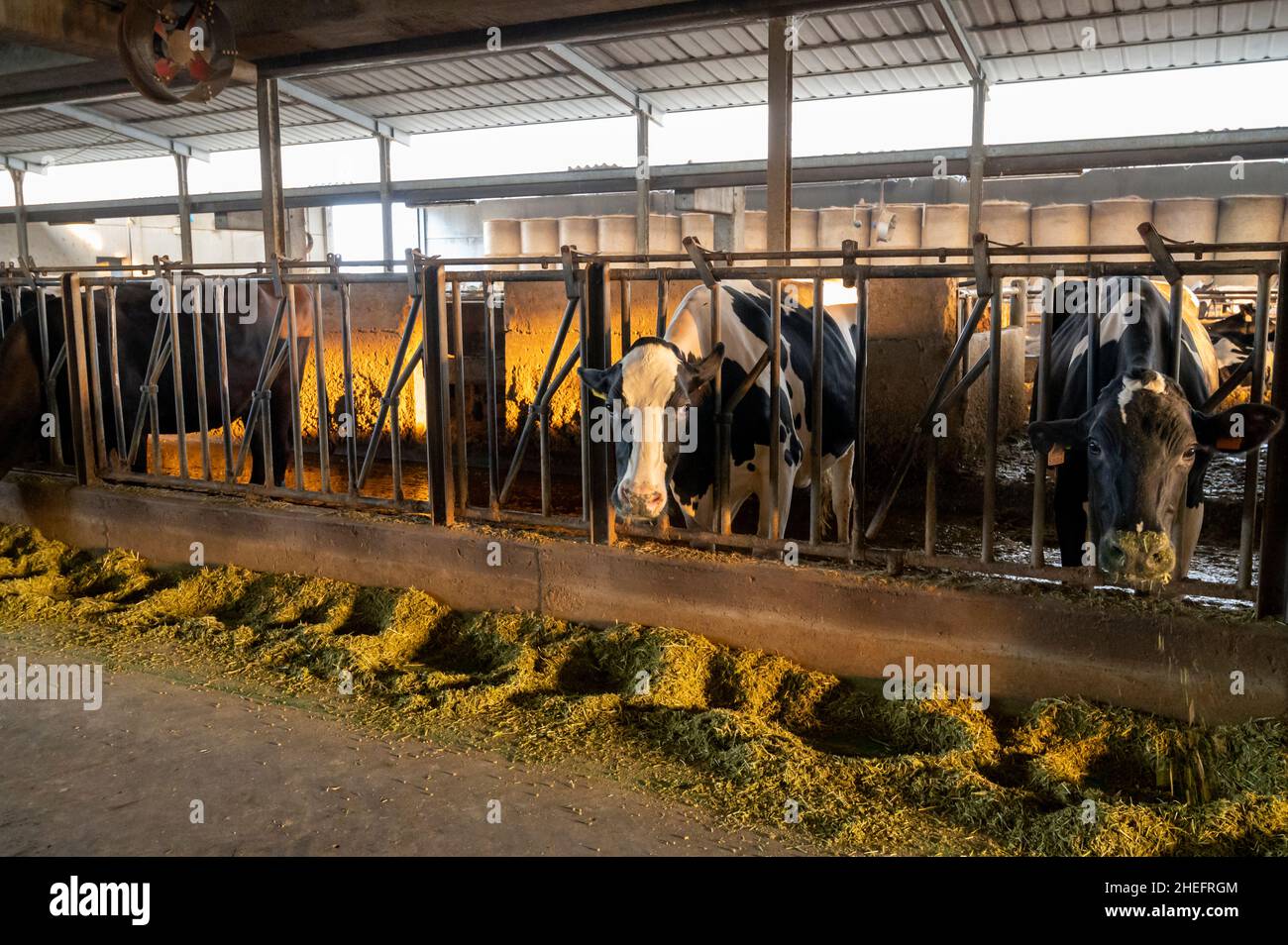 Sunny morning on parmesan parmiggiano-reggiano cheese production farm ...