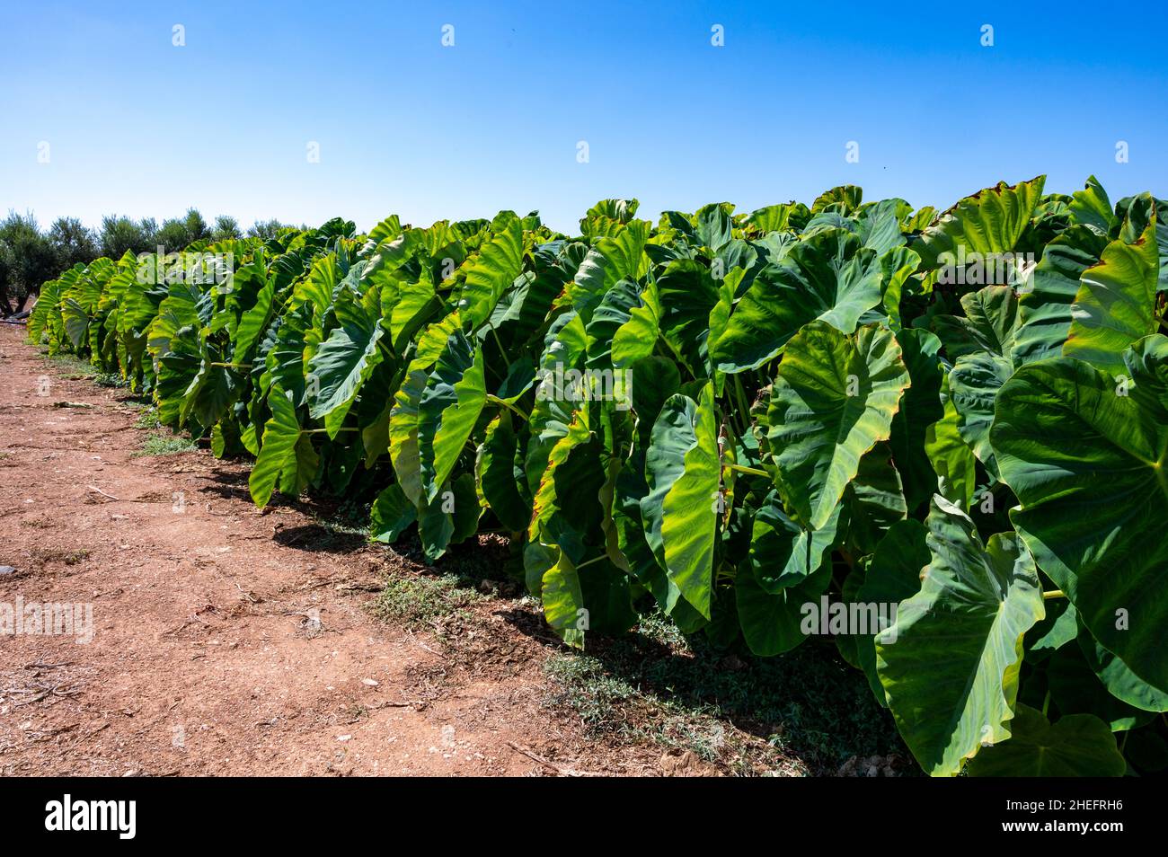 Plantationf of Colocasia esculenta tropical plant grown primarily for ...