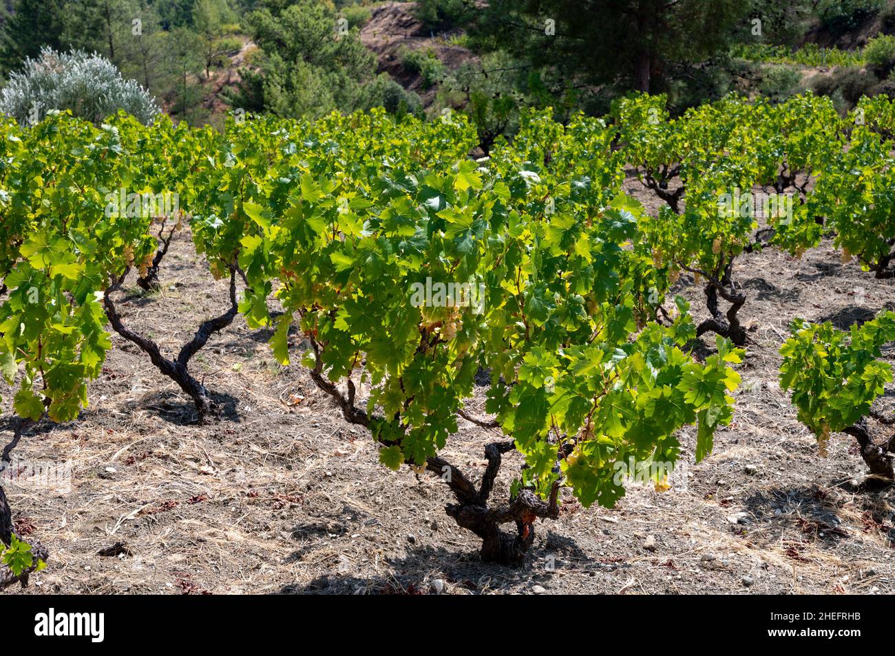 Wine making industry on Cyprus island, view on Cypriot vineyards with ...