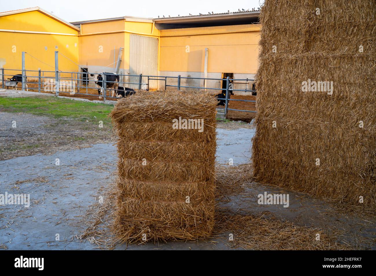 Sunny morning on parmesan parmiggiano-reggiano cheese production farm ...