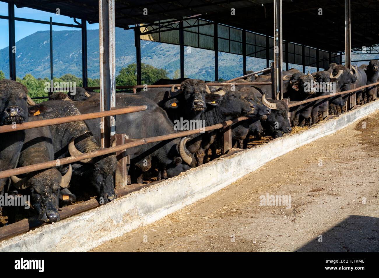 Mediterranea Italiana black buffalo raised on Italian cheese farm for ...