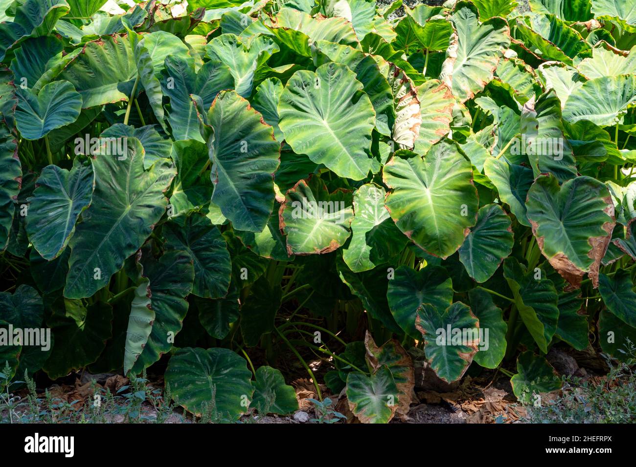 Plantationf of Colocasia esculenta tropical plant grown primarily for ...