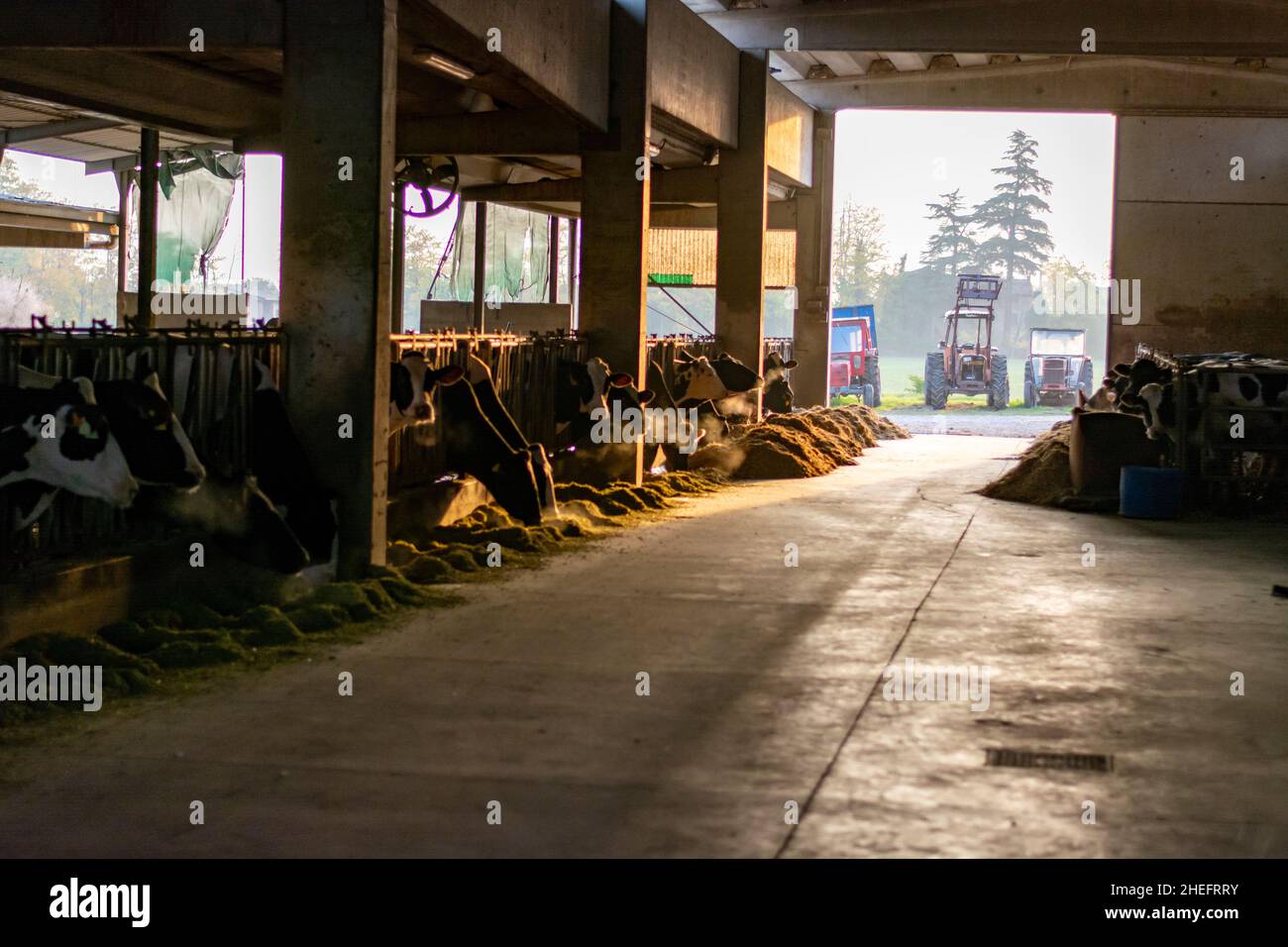 Sunny morning on parmesan parmiggiano-reggiano cheese production farm ...