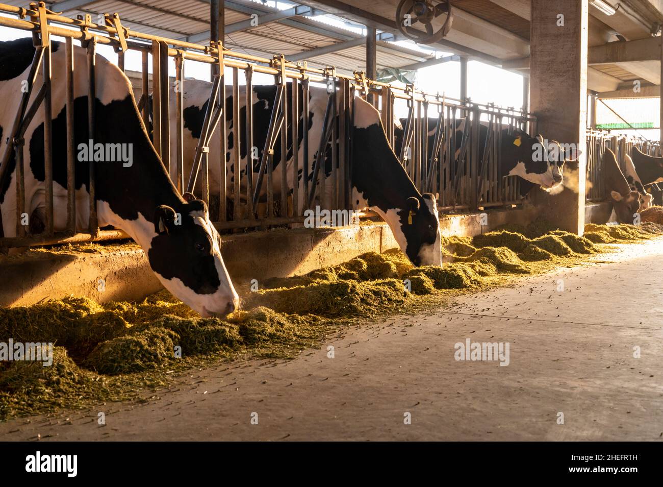 Sunny morning on parmesan parmiggiano-reggiano cheese production farm ...
