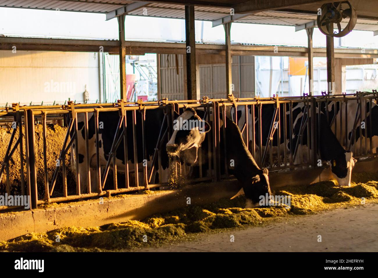 Sunny morning on parmesan parmiggiano-reggiano cheese production farm ...