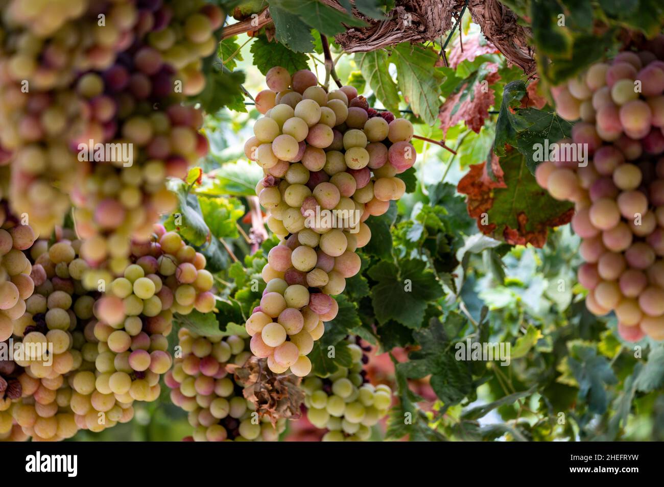 Bunches of white-pink sweet seedless table grapes ripening on vineyars ...