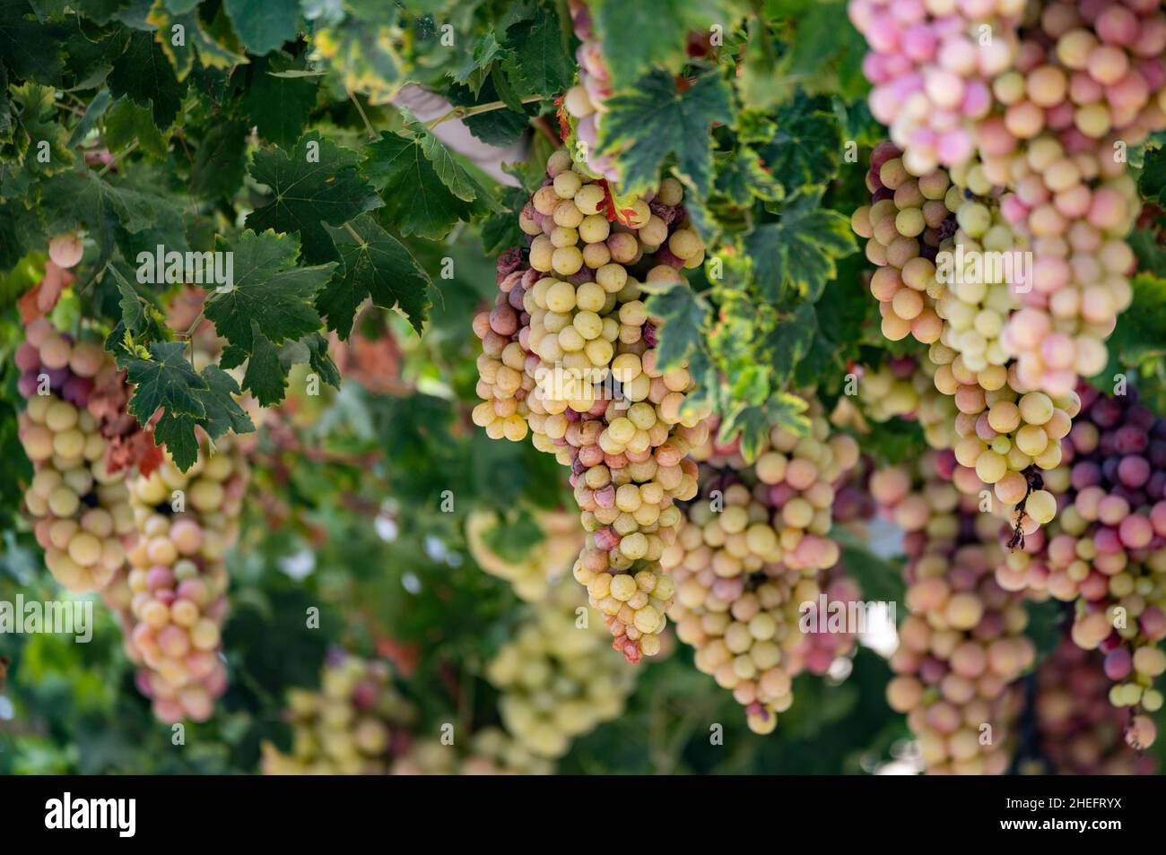 Bunches of white-pink sweet seedless table grapes ripening on vineyars ...