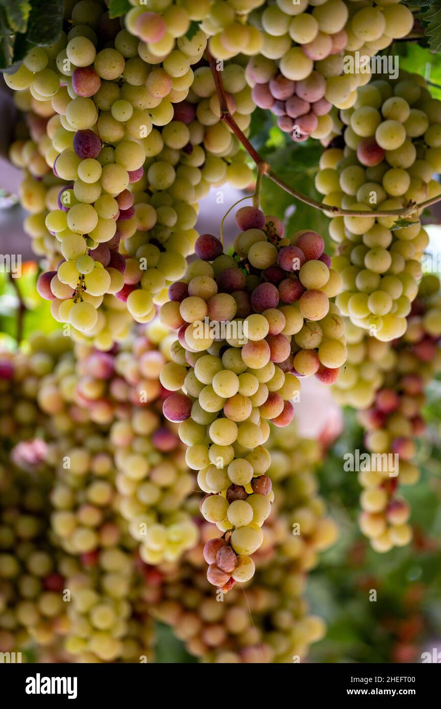 Bunches of white-pink sweet seedless table grapes ripening on vineyars ...