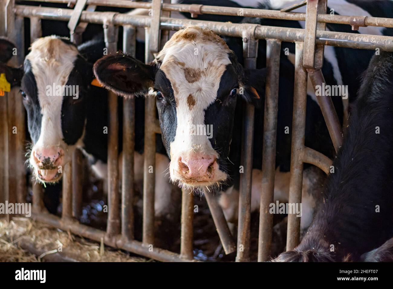 Sunny morning on parmesan parmiggiano-reggiano cheese production farm ...