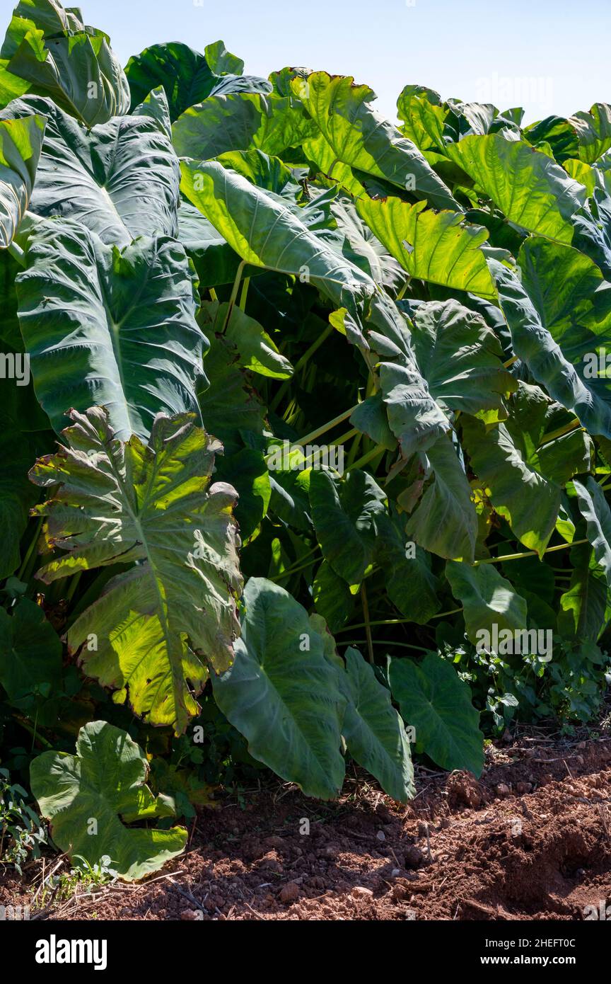 Plantationf of Colocasia esculenta tropical plant grown primarily for ...