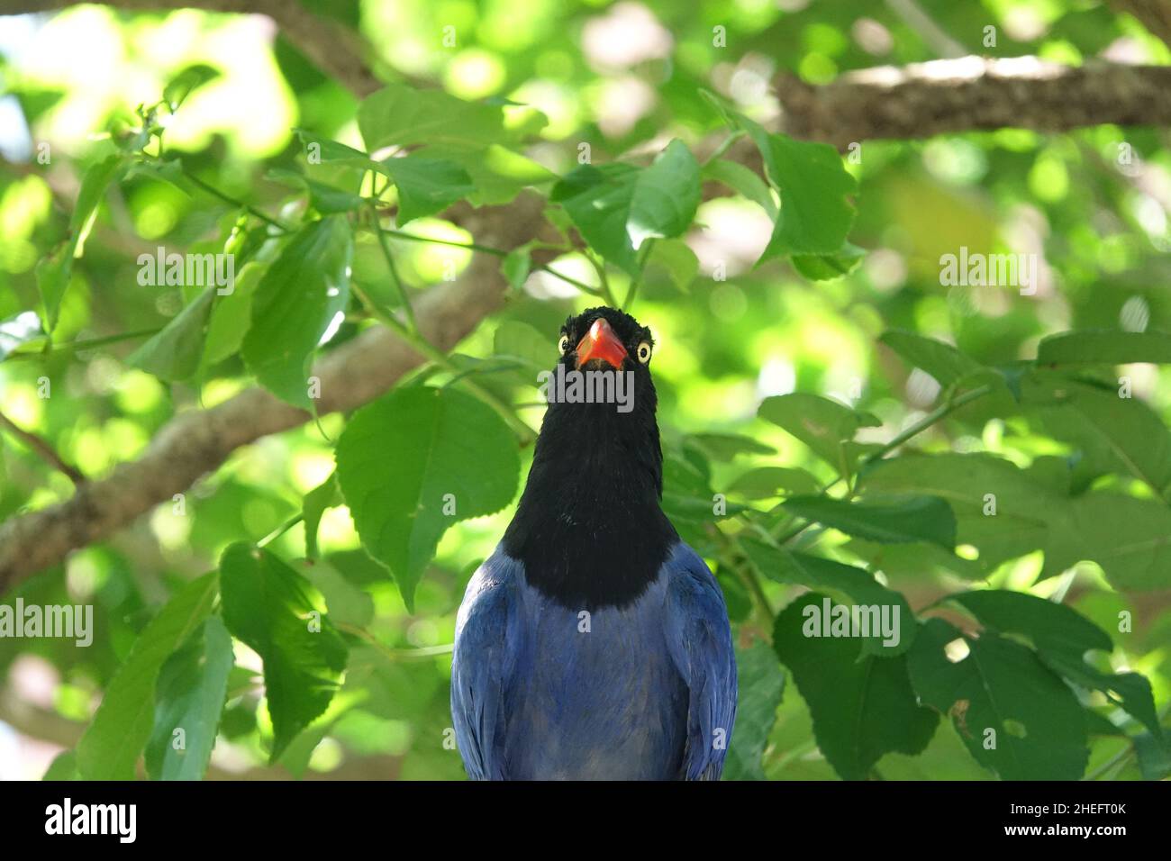 Taiwan blue magpie (臺灣藍鵲), also called the Taiwan magpie or Formosan ...