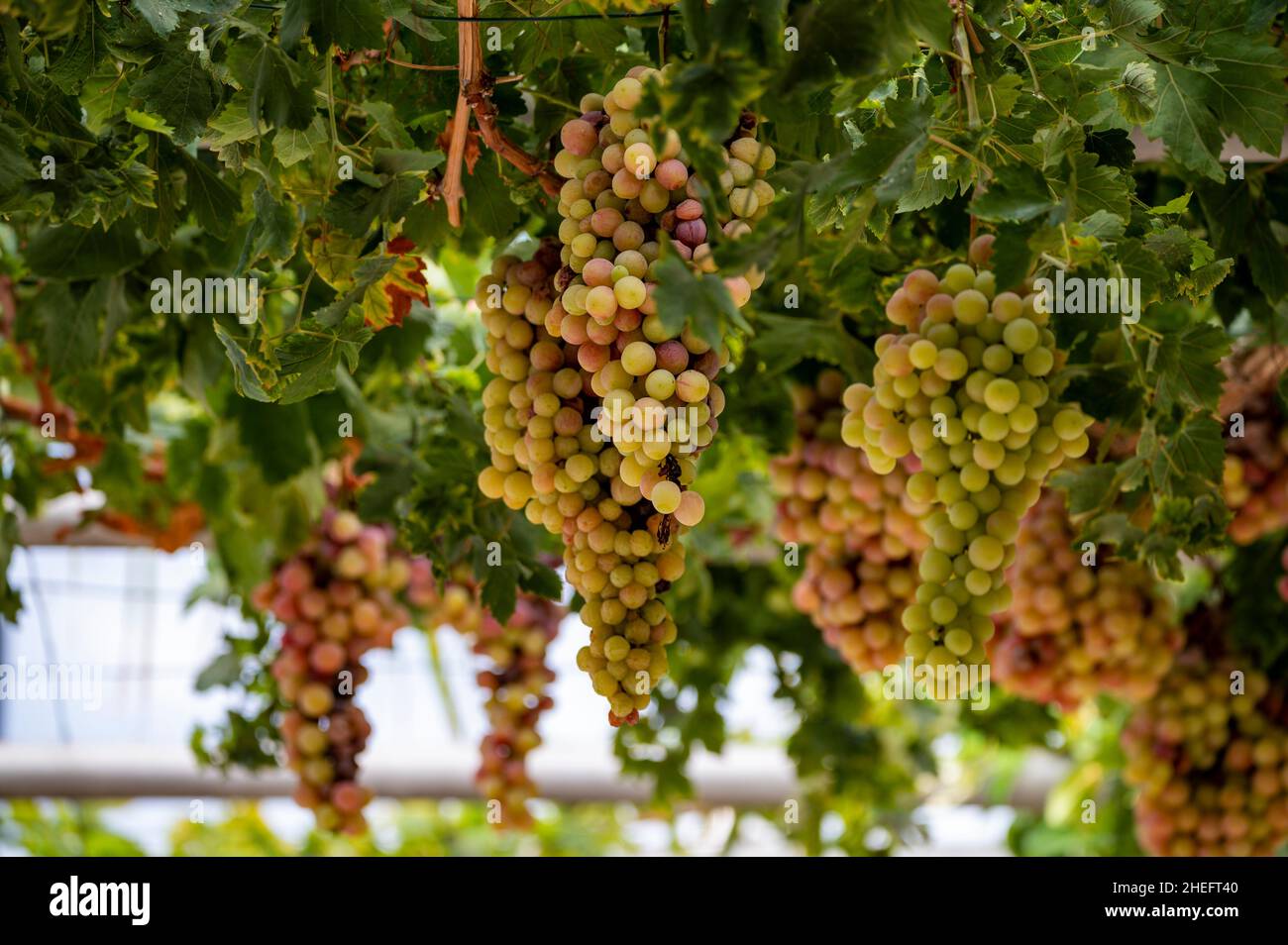 Bunches of white-pink sweet seedless table grapes ripening on vineyars ...