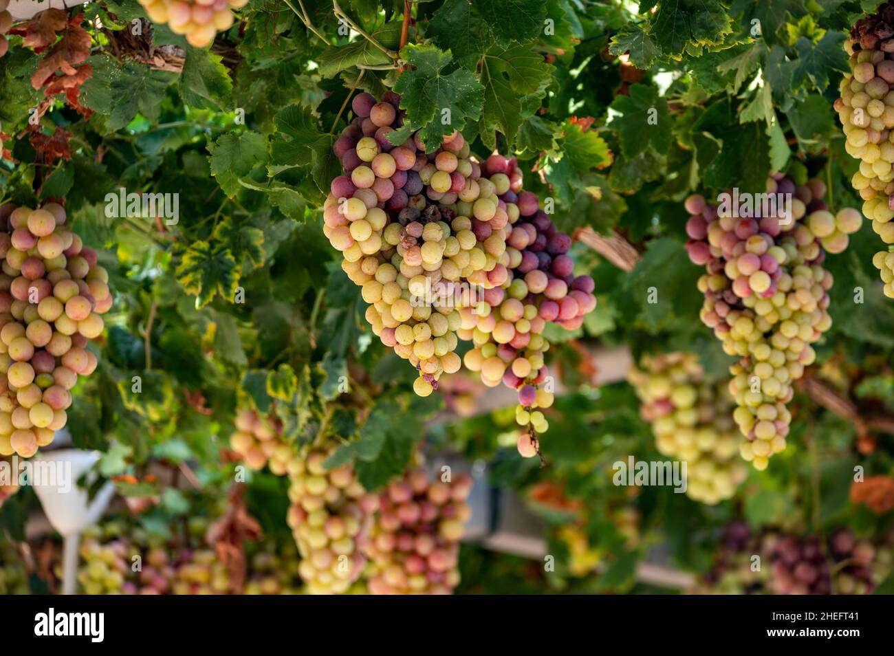 Bunches of white-pink sweet seedless table grapes ripening on vineyars ...