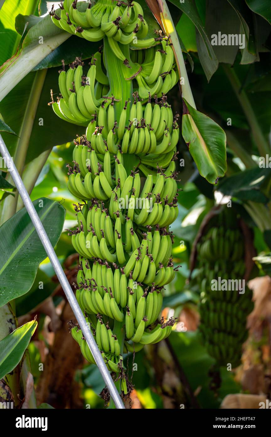 Banana trees plantations with clusters of green bananas tropical fruits ...