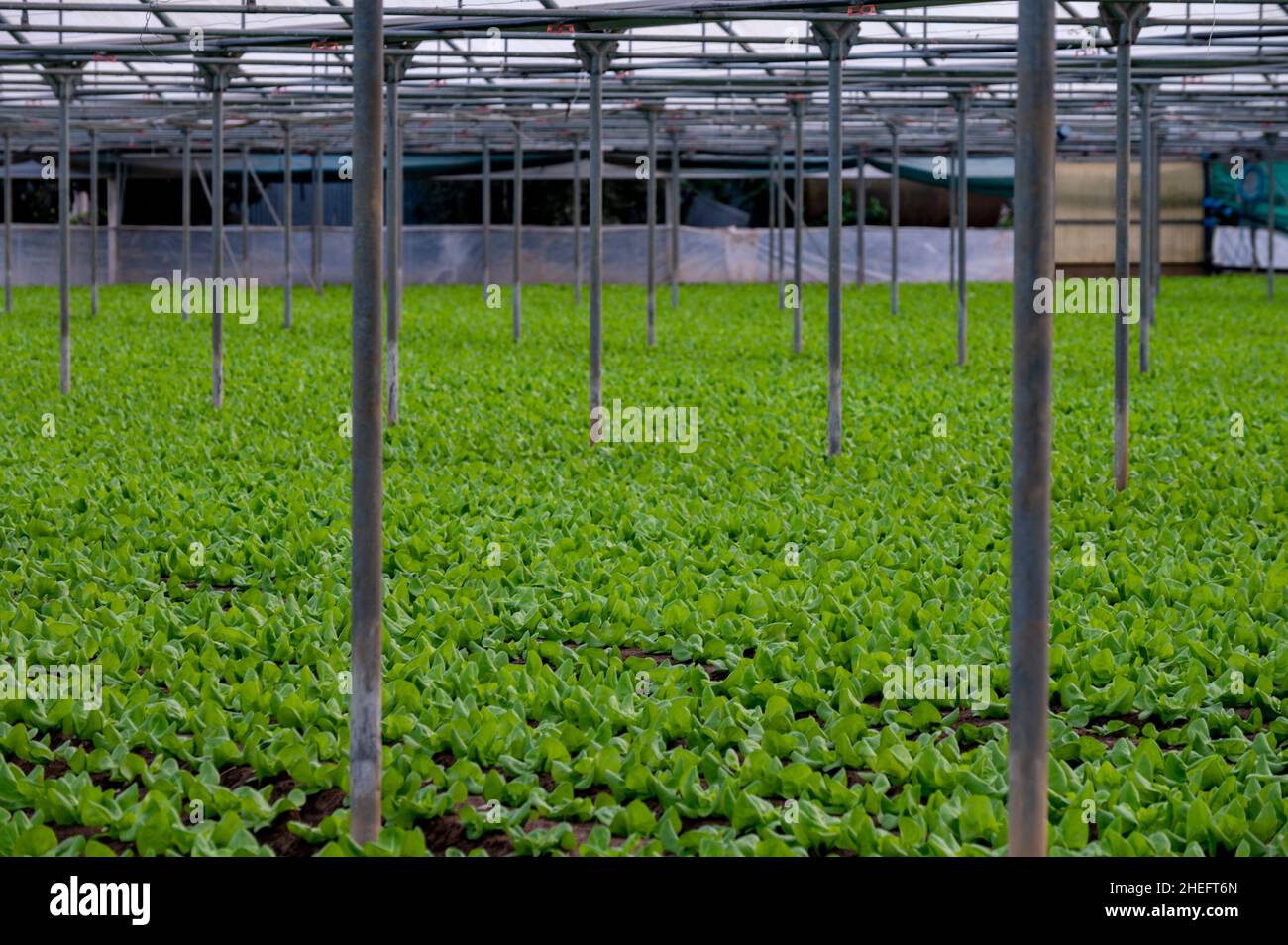 Italian greenhouse with rows of young organic green lettuce salad ...