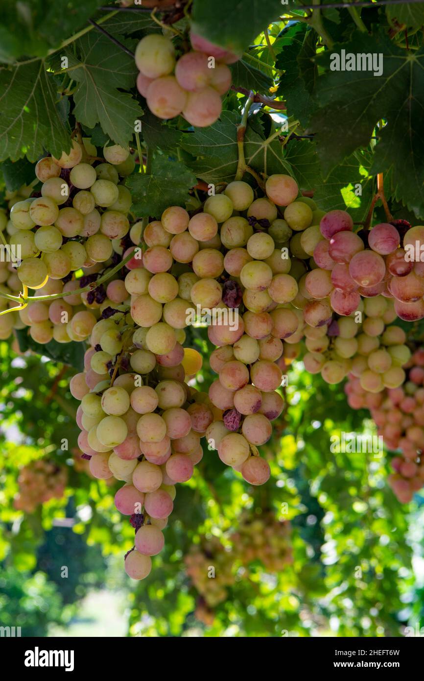 Bunches of white-pink sweet seedless table grapes ripening on vineyars ...