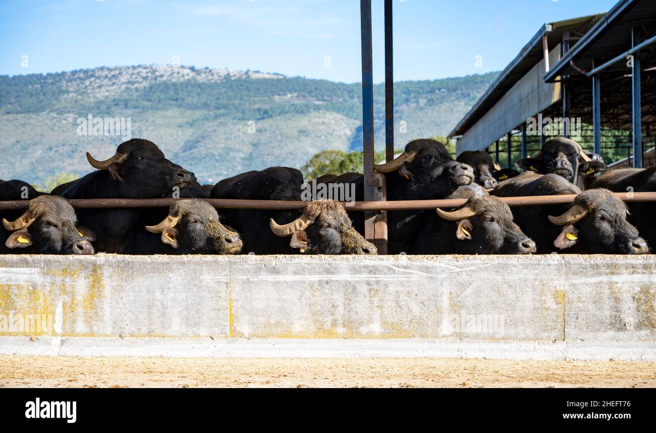 Mediterranea Italiana black buffalo raised on Italian cheese farm for ...