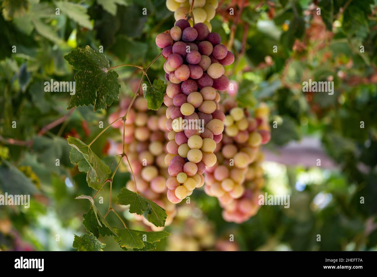 Bunches of white-pink sweet seedless table grapes ripening on vineyars of Cyprus, nature ...