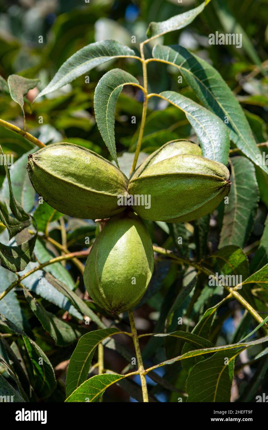 Green pecan nuts ripening on plantations of pecan trees on Cyprus near ...
