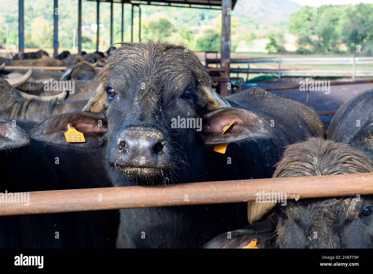 Bufala mediterranea italiana hi-res stock photography and images - Alamy