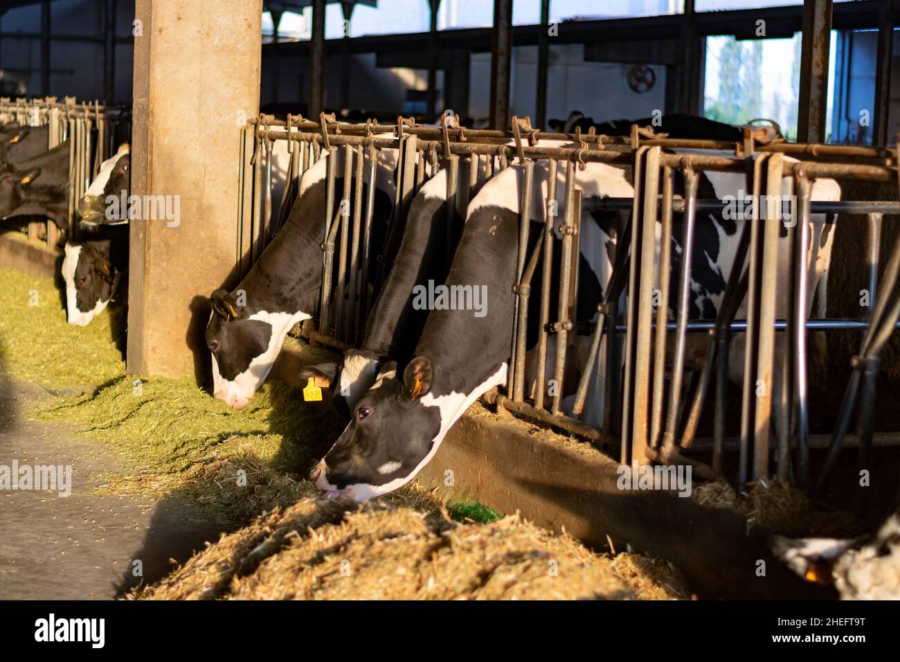 Sunny morning on parmesan parmiggiano-reggiano cheese production farm ...
