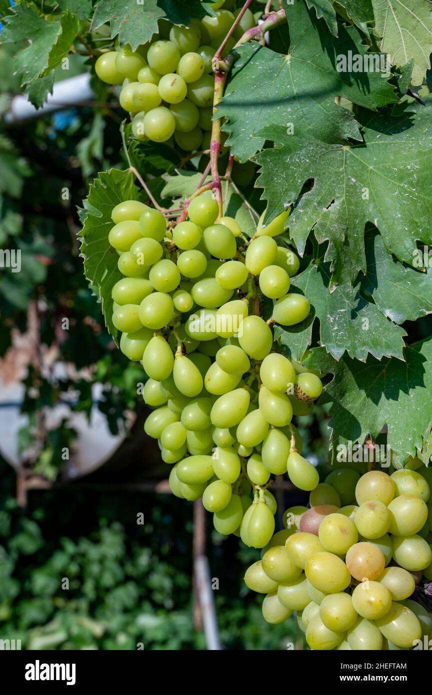 Plantation of white sweet seedless table grapes on Cyprus, nature ...