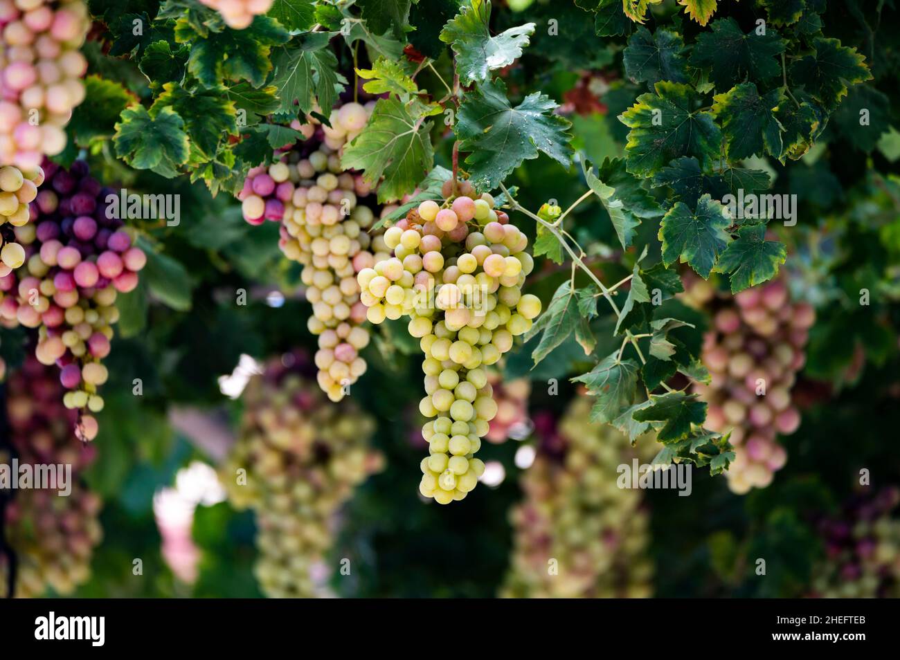 Bunches of white-pink sweet seedless table grapes ripening on vineyars ...