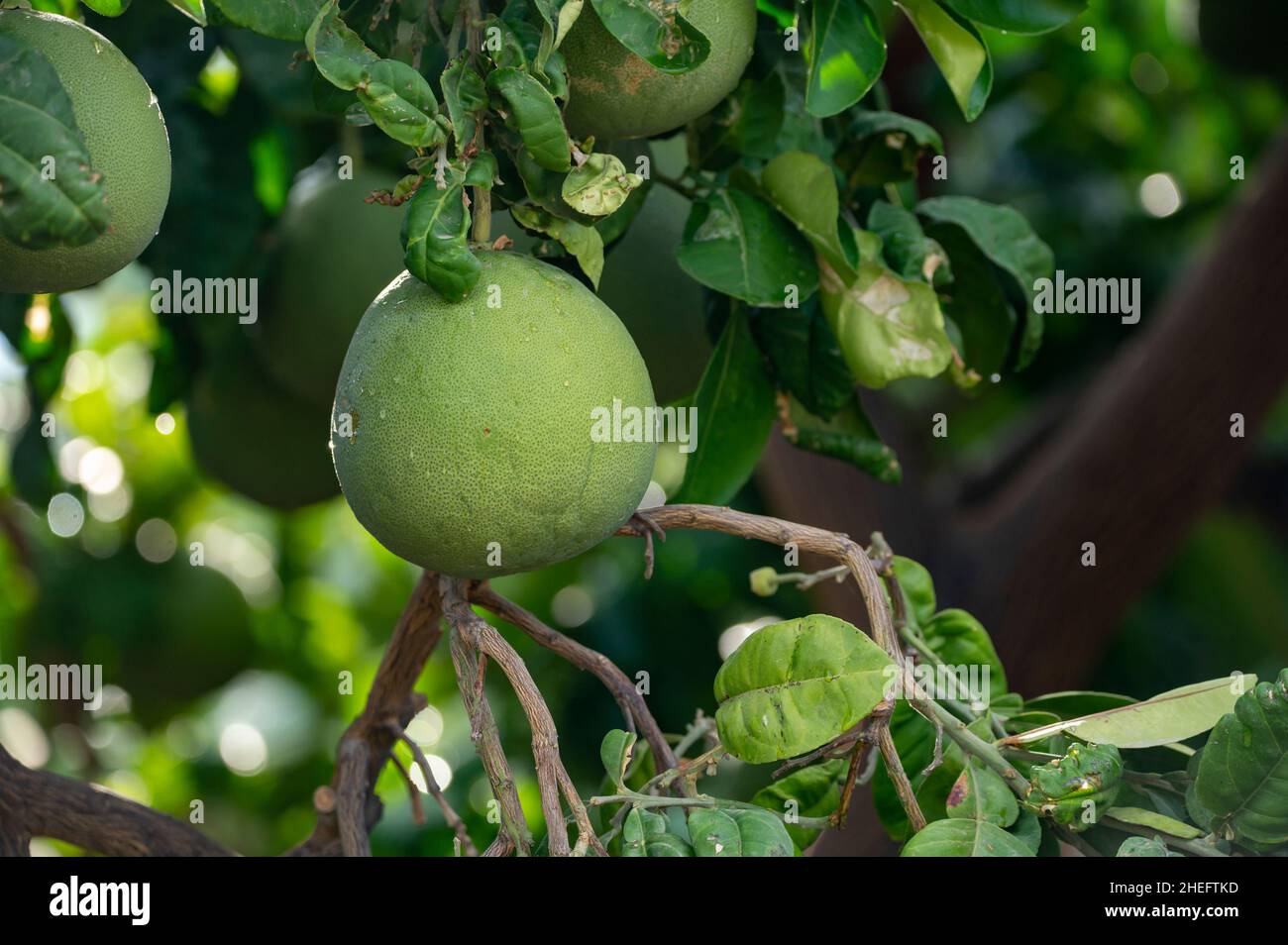 Big round pomelo tropical citrus fruits hanging on trees on pomelo ...