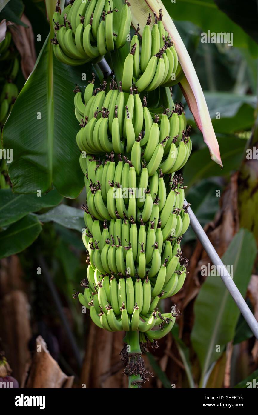 Banana trees plantations with clusters of green bananas tropical fruits ...