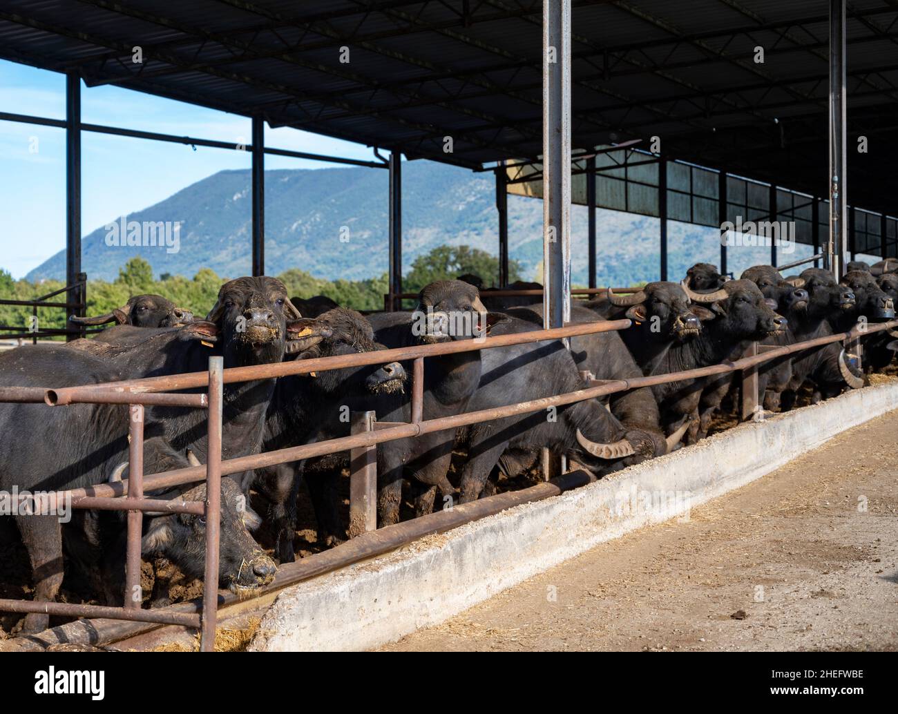 Bufala mediterranea italiana hi-res stock photography and images - Alamy