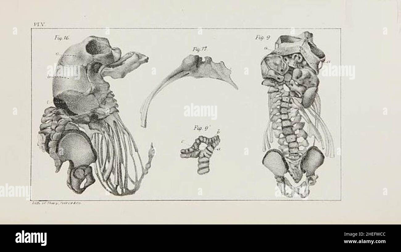 History of the fetus hi-res stock photography and images - Alamy