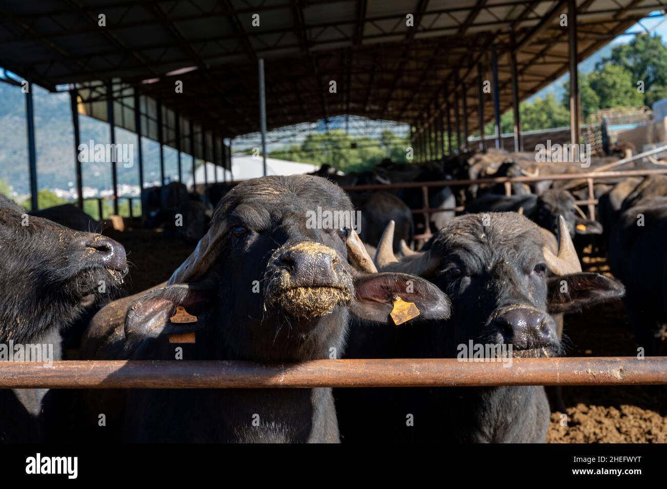 Mediterranea Italiana black buffalo raised on Italian cheese farm for ...