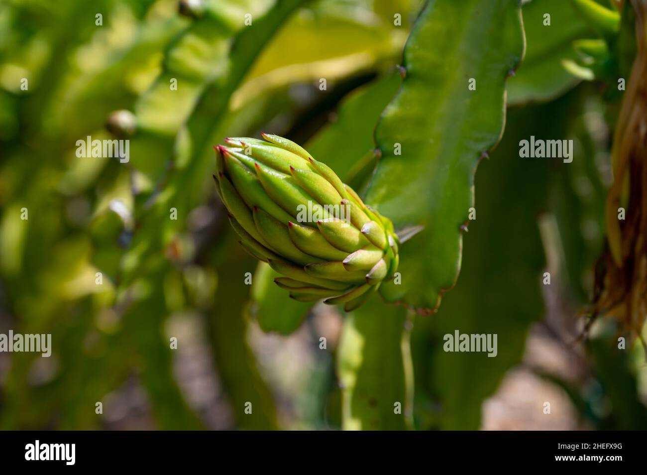 Plantations of pitahaya pink dragon fruits growing on succulent cacti ...