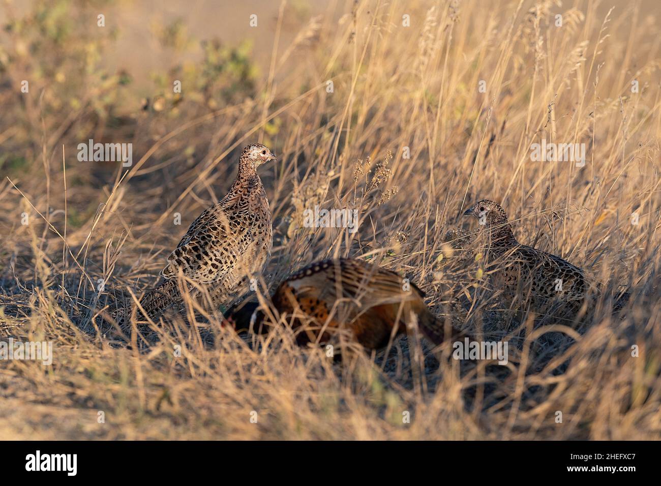 Flying hen pheasants hi-res stock photography and images - Alamy