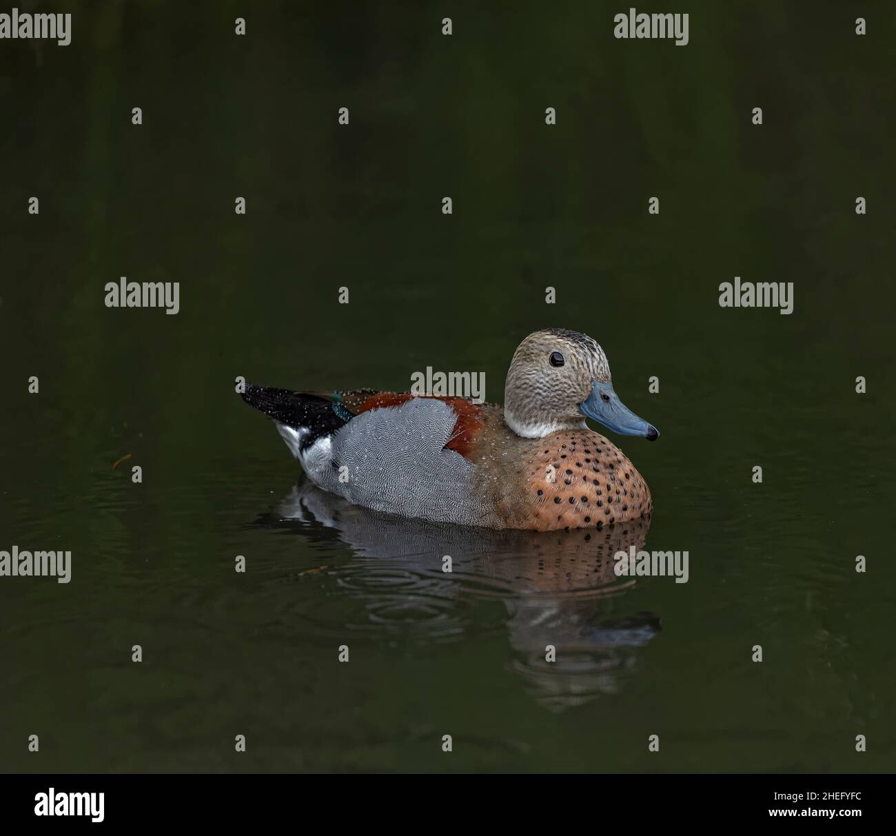 Eurasian wigeon duck hi-res stock photography and images - Alamy