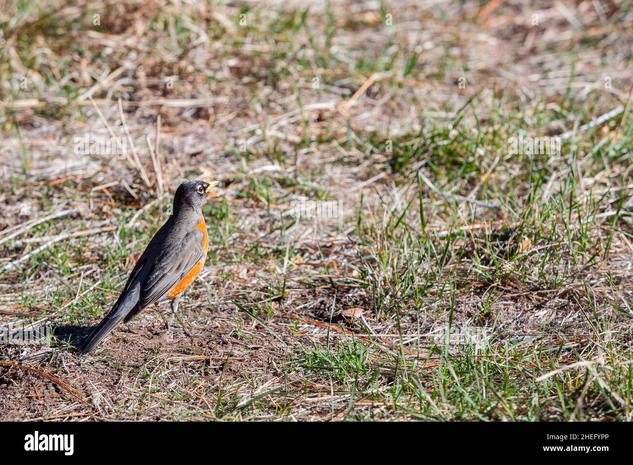 American robin spectacular bird hi-res stock photography and images - Alamy
