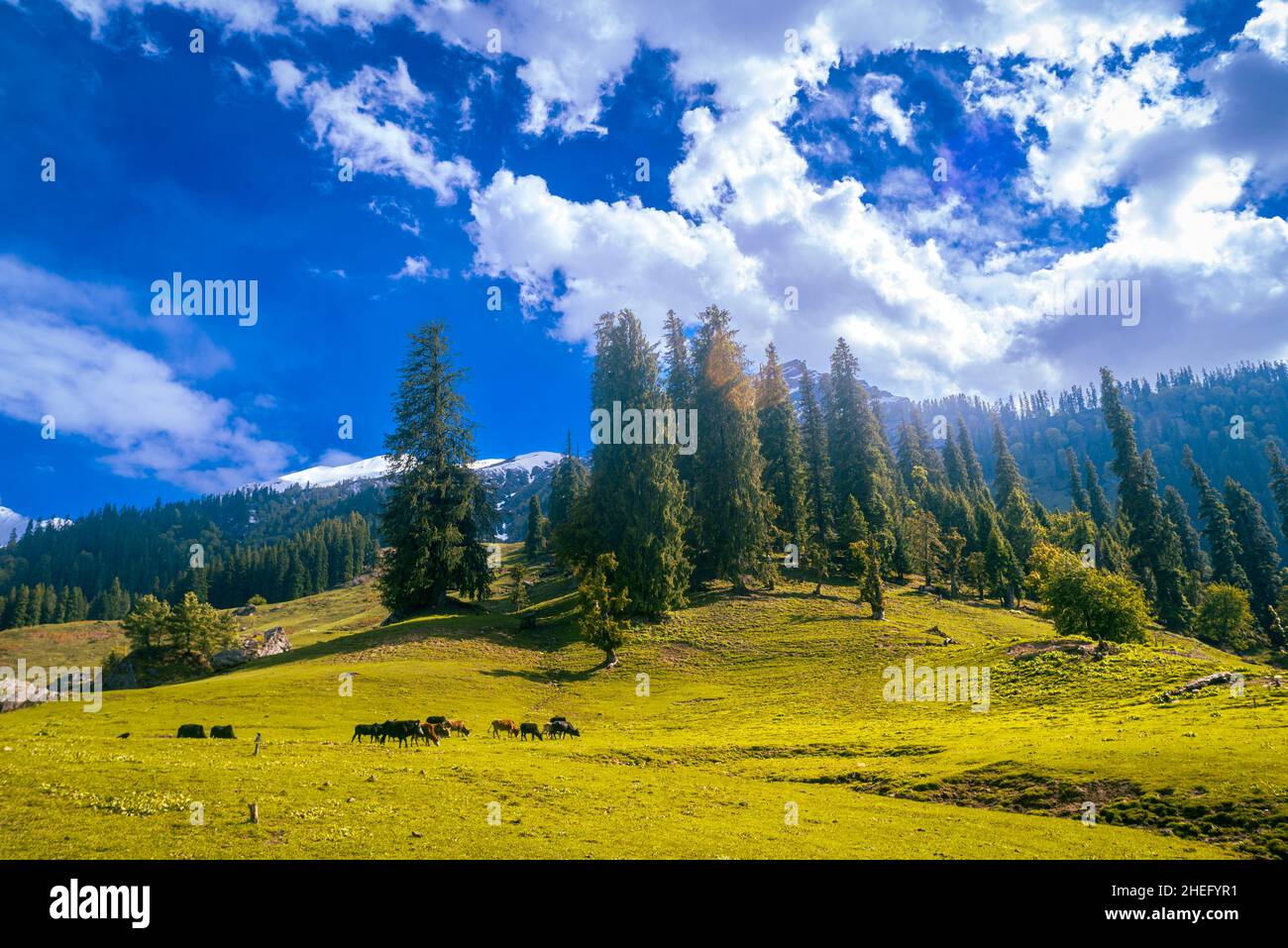 Cows grazing in thein Himalayan meadows surrounding the village of ...