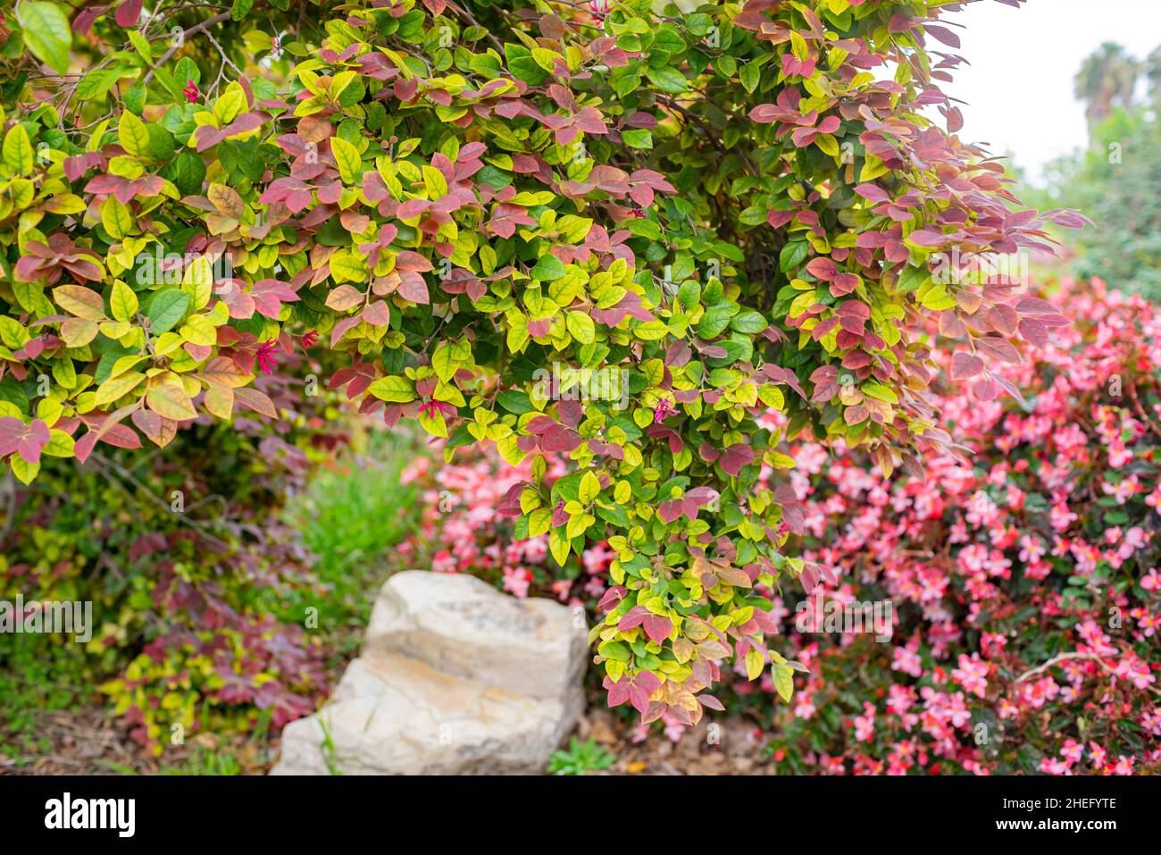 Loropetalum hi-res stock photography and images - Alamy