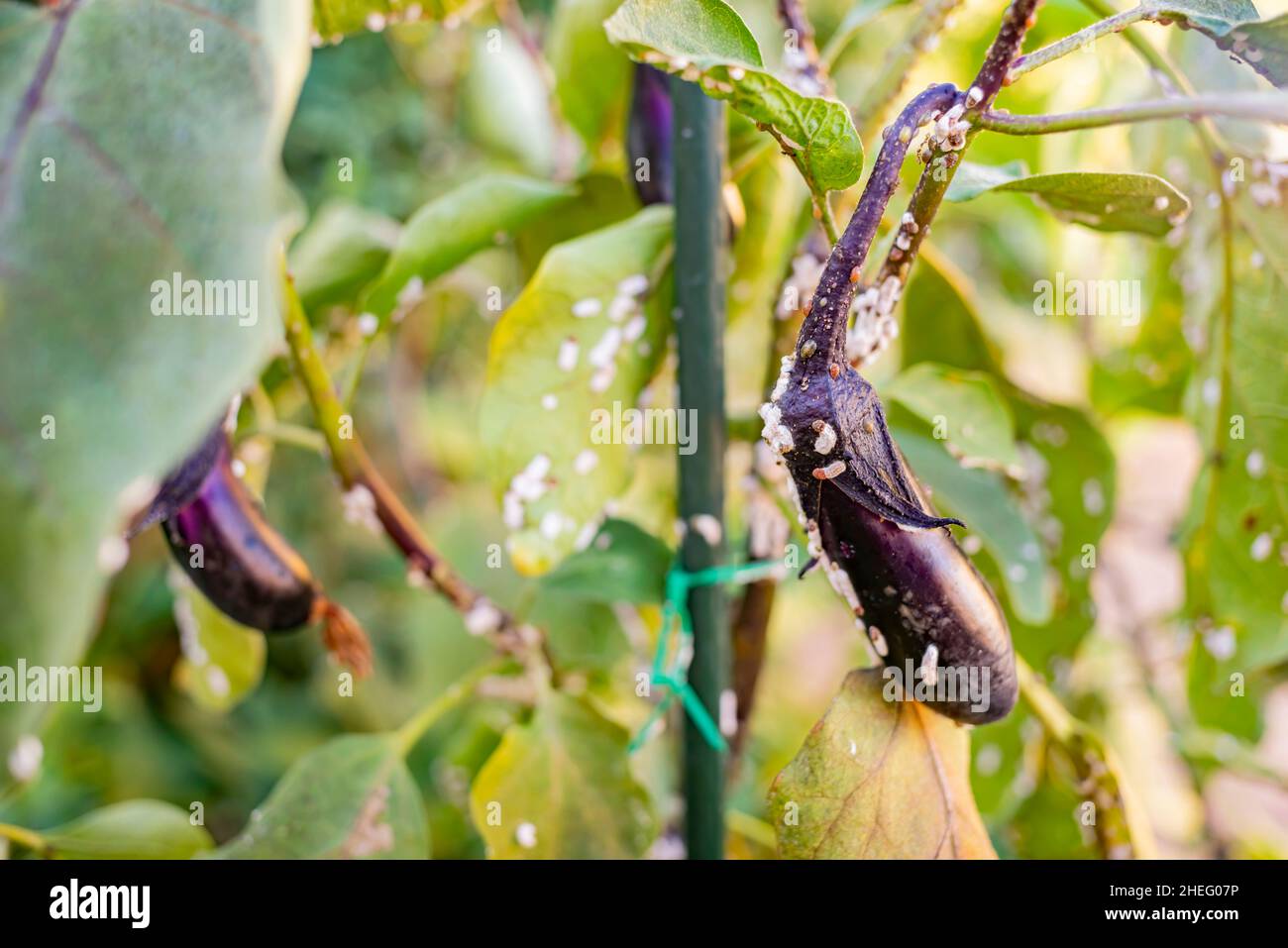 Eggplant pests hi-res stock photography and images - Alamy