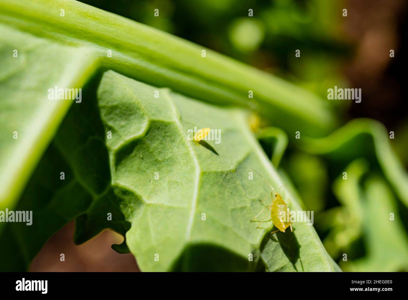 Close up shot of aphid Pests on the Kale at Los Angeles Stock Photo - Alamy
