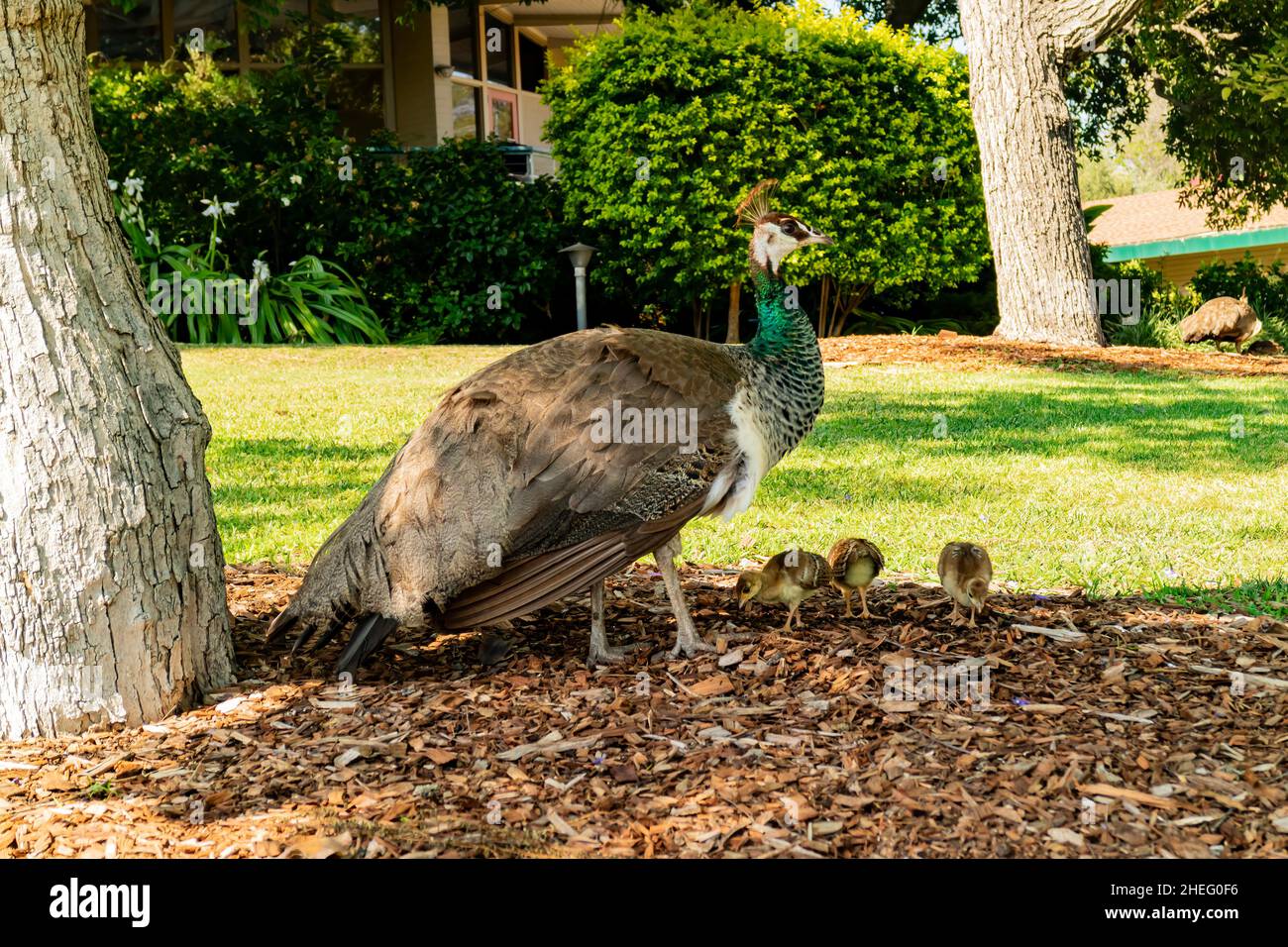 Beautiful female peacock and her child at Los Angeles Stock Photo - Alamy