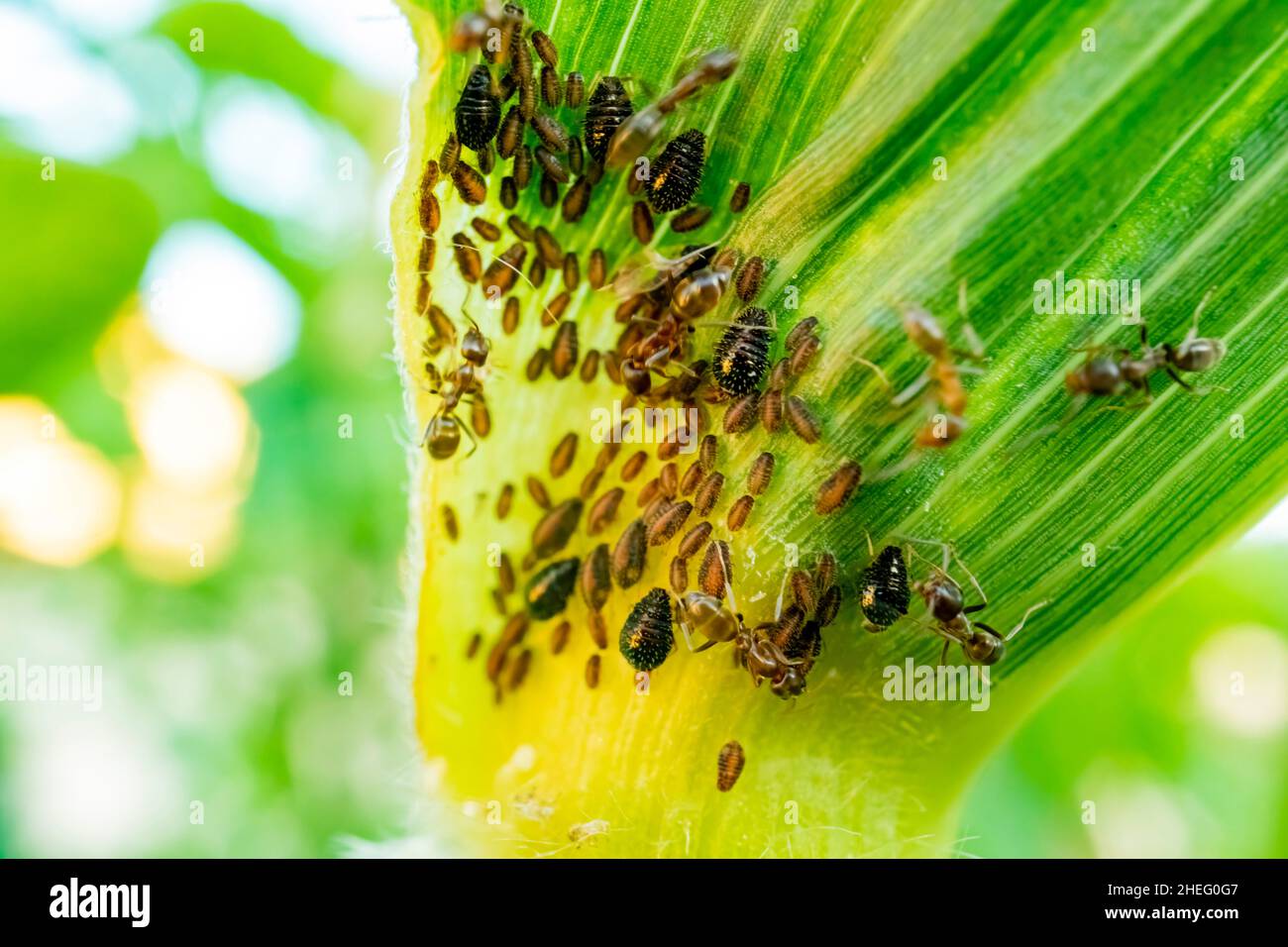 Corn pests hi-res stock photography and images - Alamy